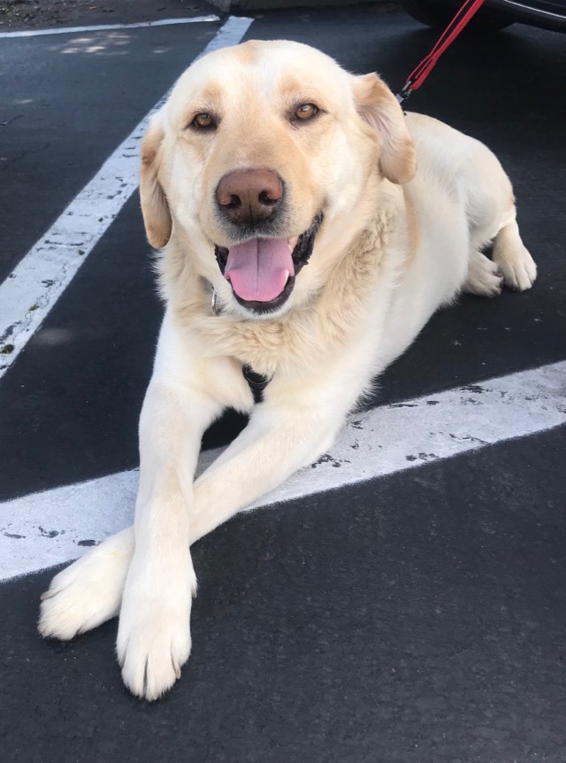 2018 Dallas | Monterey Bay Lab Rescue