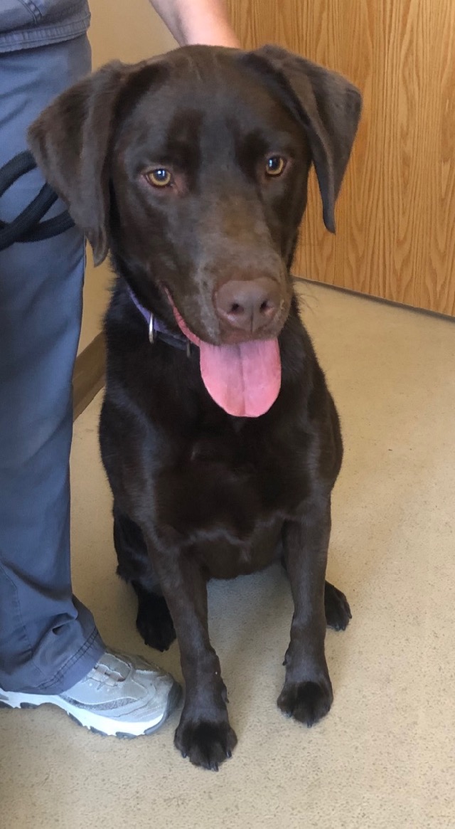 2019 Jojo calm | Monterey Bay Lab Rescue