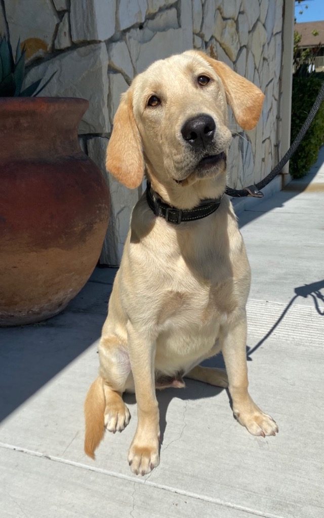 Available Labs | Monterey Bay Lab Rescue