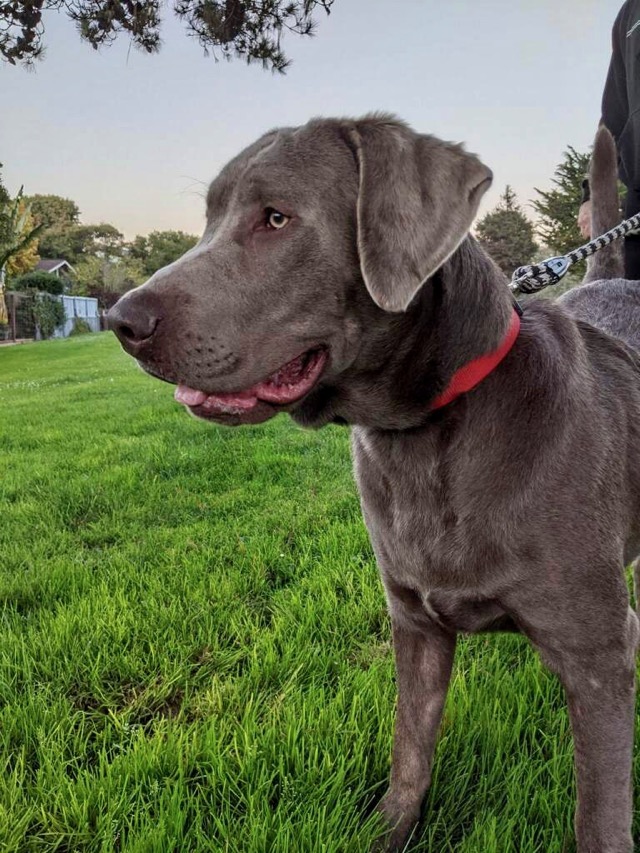 2020 Dax profile | Monterey Bay Lab Rescue