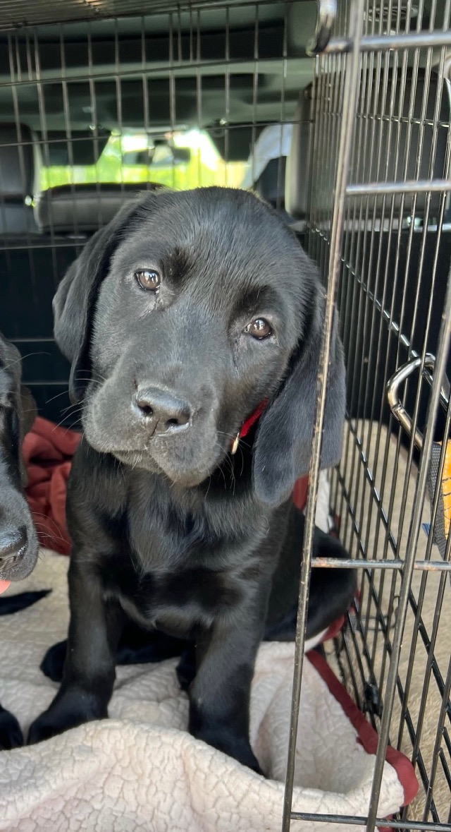2022 Rachel | Monterey Bay Lab Rescue