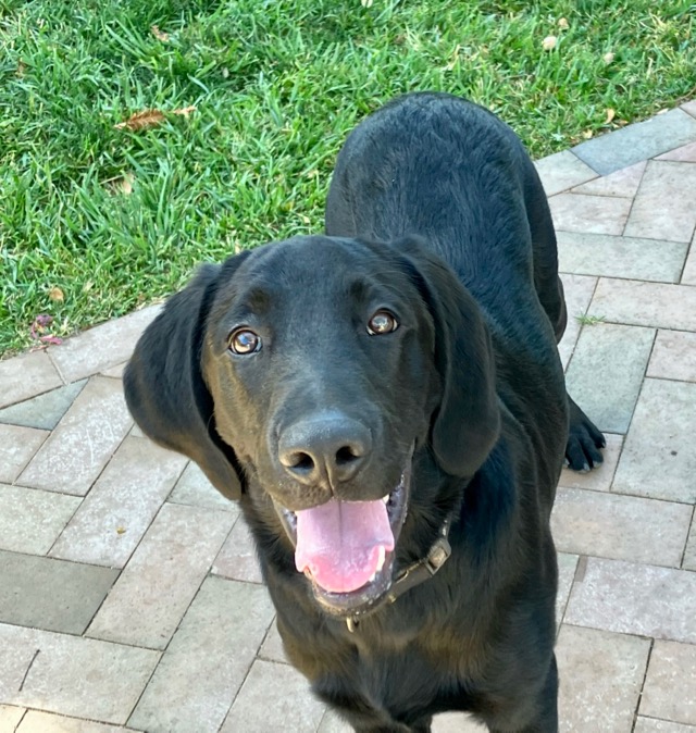 2022 Romeo standing | Monterey Bay Lab Rescue