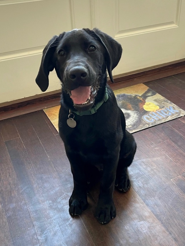 2022 Charlie smiles | Monterey Bay Lab Rescue