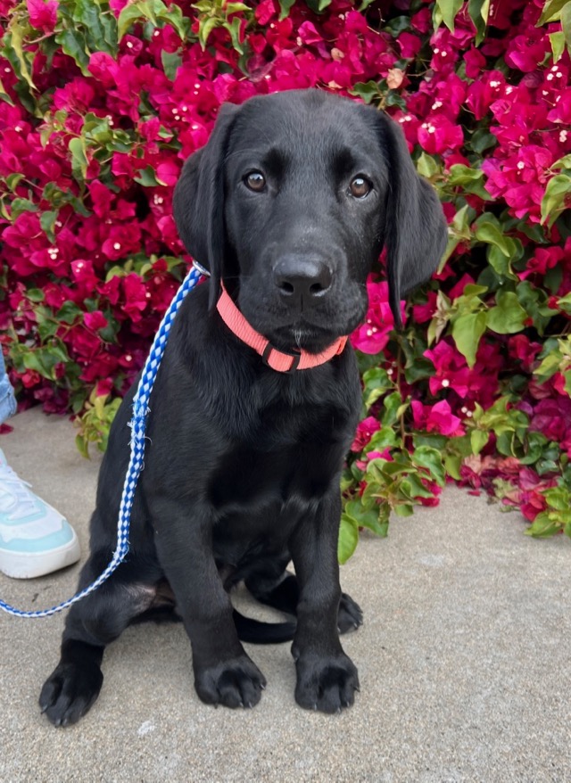 2022 Louise cute | Monterey Bay Lab Rescue