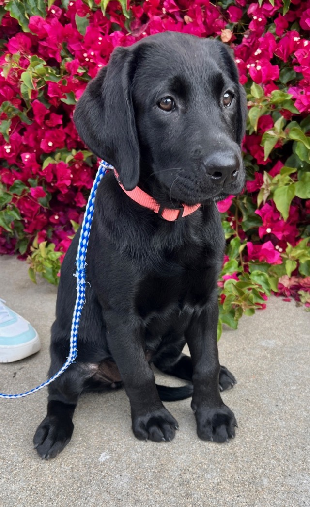 2022 Louise | Monterey Bay Lab Rescue