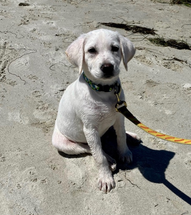 Available Labs | Monterey Bay Lab Rescue