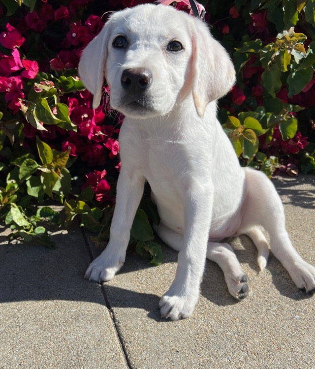 Available Labs | Monterey Bay Lab Rescue