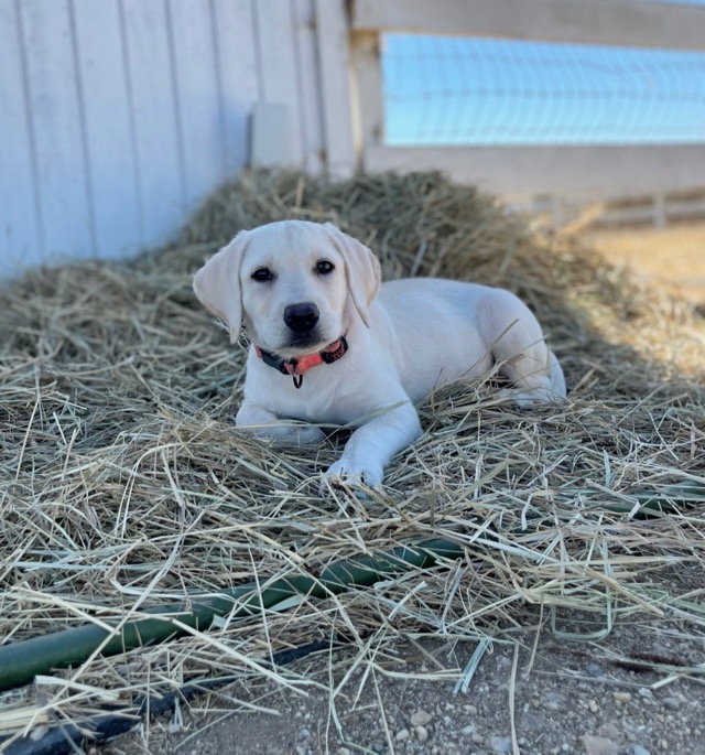 Available Labs | Monterey Bay Lab Rescue