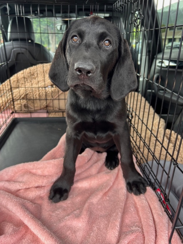 2022 Thelma in car | Monterey Bay Lab Rescue
