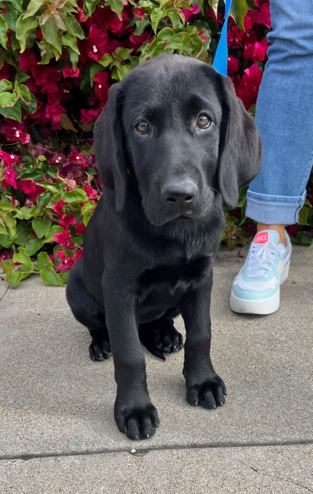 2022 Thelma | Monterey Bay Lab Rescue