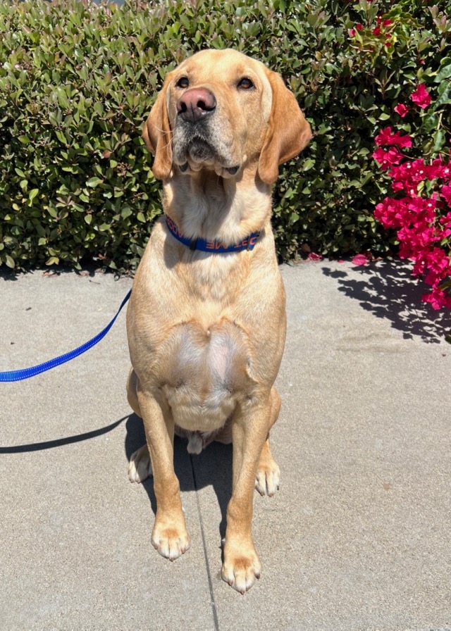 2022 Gunner looks up | Monterey Bay Lab Rescue