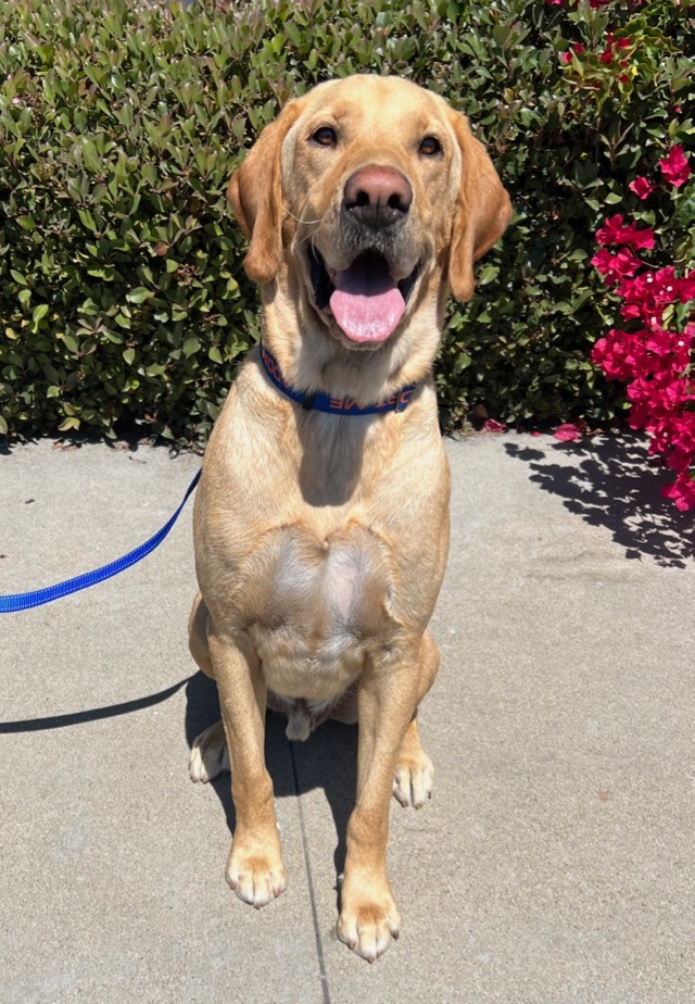 2022 Gunner | Monterey Bay Lab Rescue