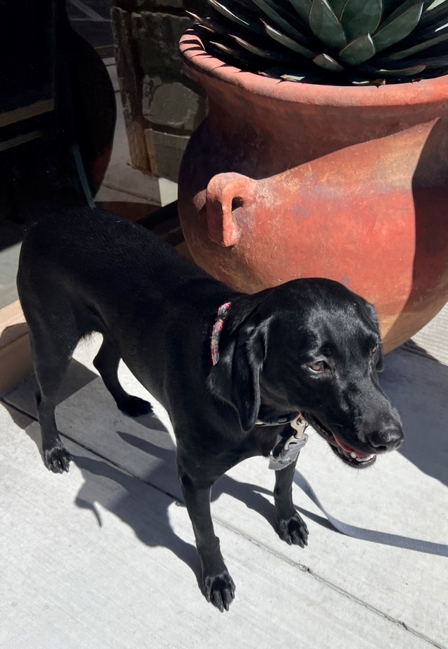 2022 Sadie body shot | Monterey Bay Lab Rescue