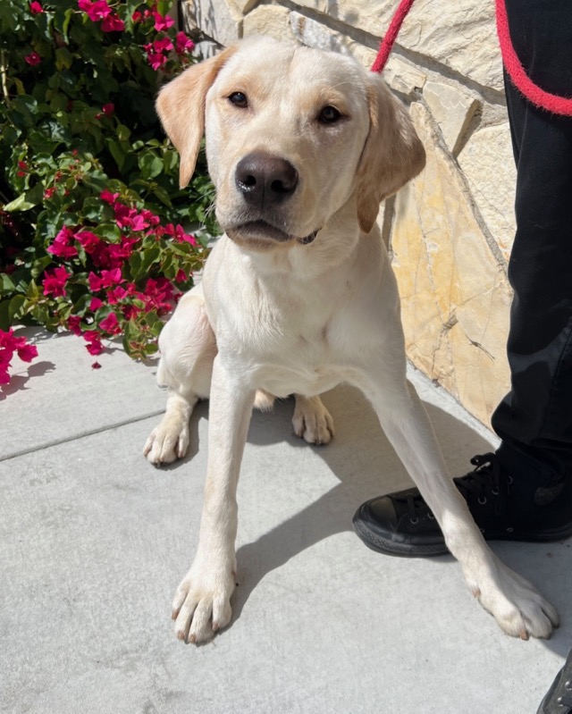 2022 Sam new | Monterey Bay Lab Rescue