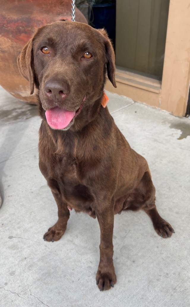 2022 Bella | Monterey Bay Lab Rescue