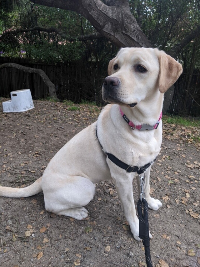 2022 Cali | Monterey Bay Lab Rescue