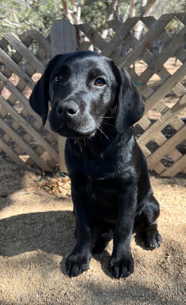 2022 Gracie | Monterey Bay Lab Rescue