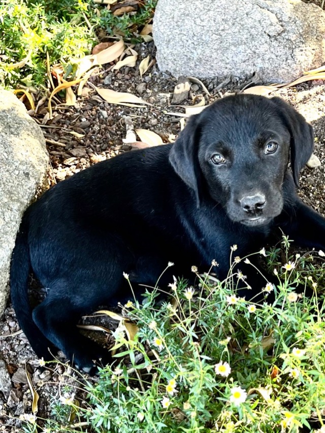 2022 Harry lying down | Monterey Bay Lab Rescue