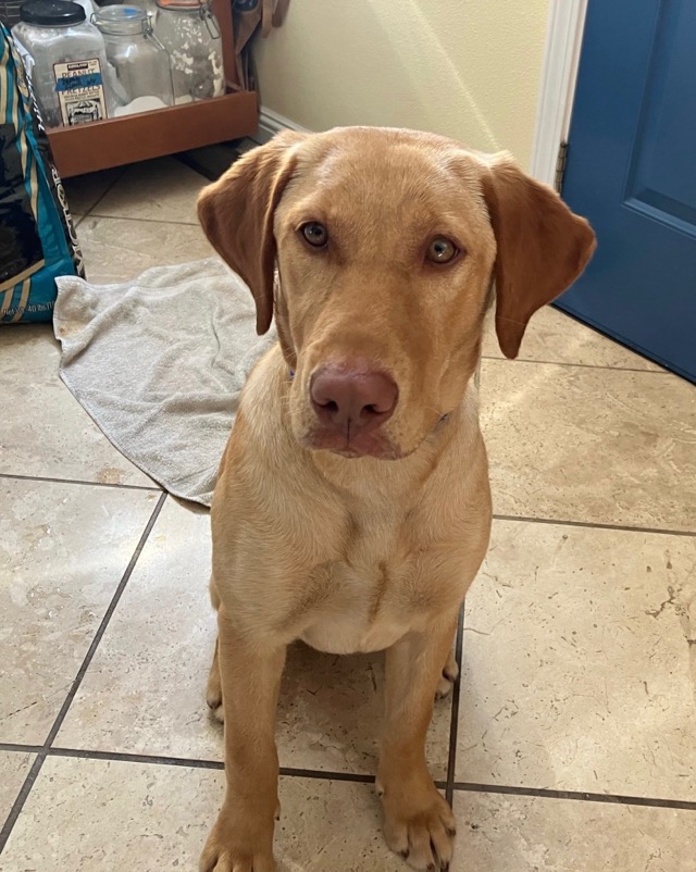 2022 Tiva | Monterey Bay Lab Rescue