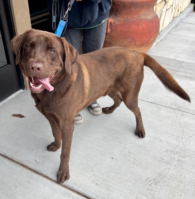 2022 Whiskey body shot | Monterey Bay Lab Rescue