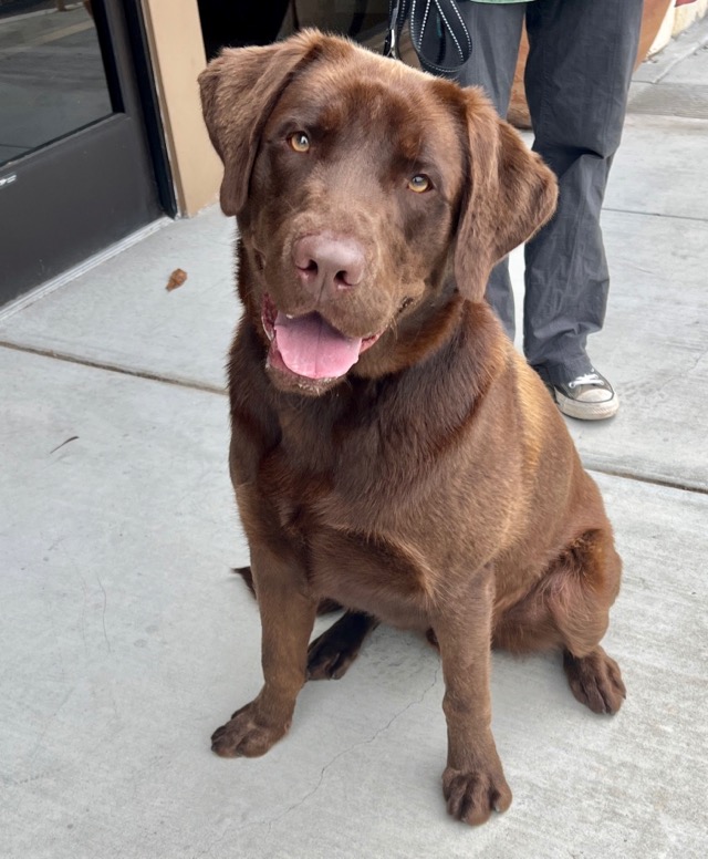 2022 Whiskey | Monterey Bay Lab Rescue