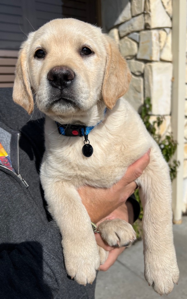2022 George | Monterey Bay Lab Rescue