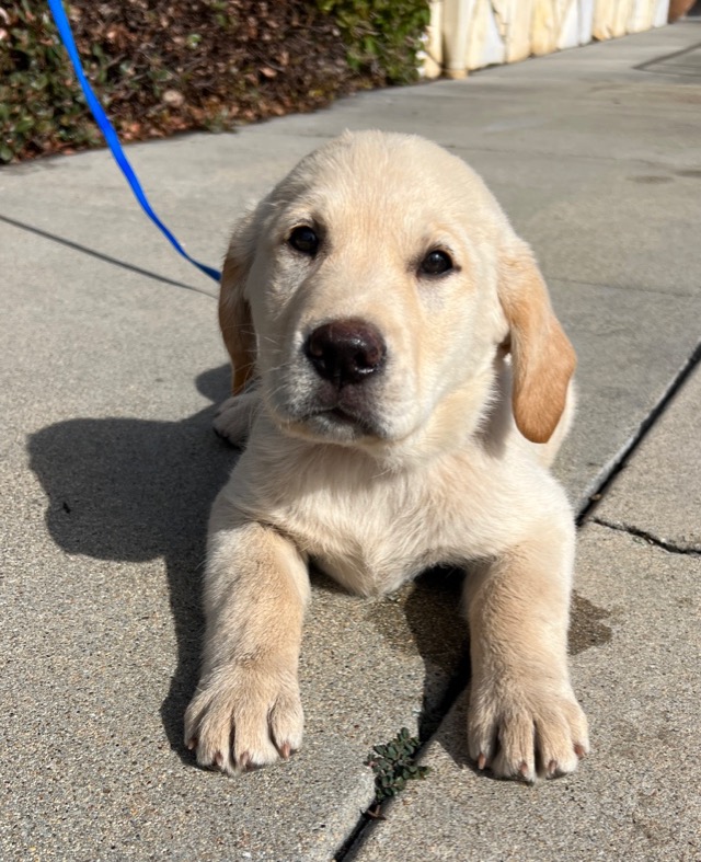 2022 James lying down | Monterey Bay Lab Rescue