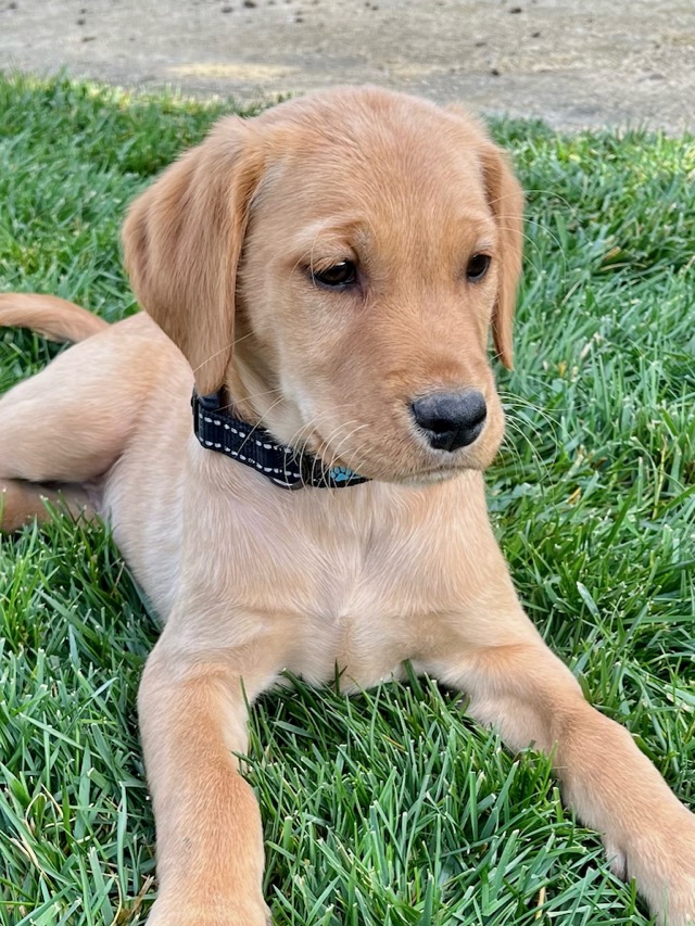 2022 Nicole cute | Monterey Bay Lab Rescue