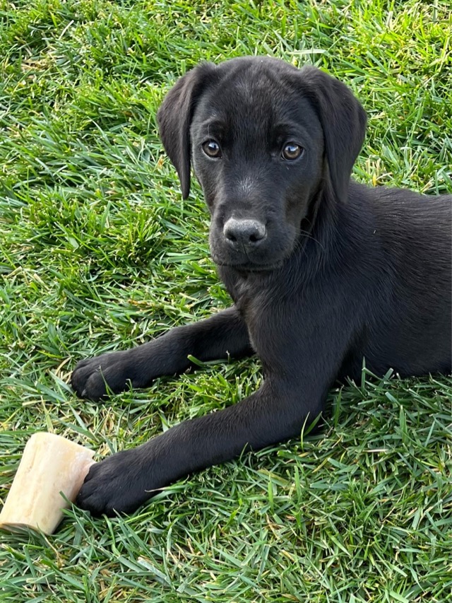 2022 Shannon in grass | Monterey Bay Lab Rescue