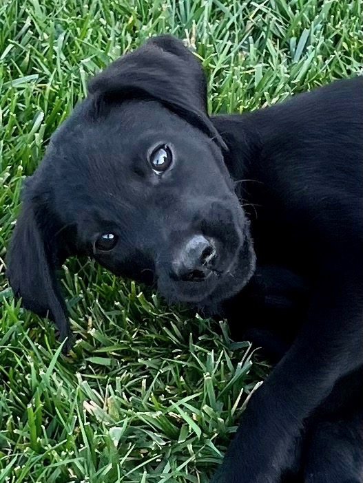 2022 Shannon side face | Monterey Bay Lab Rescue