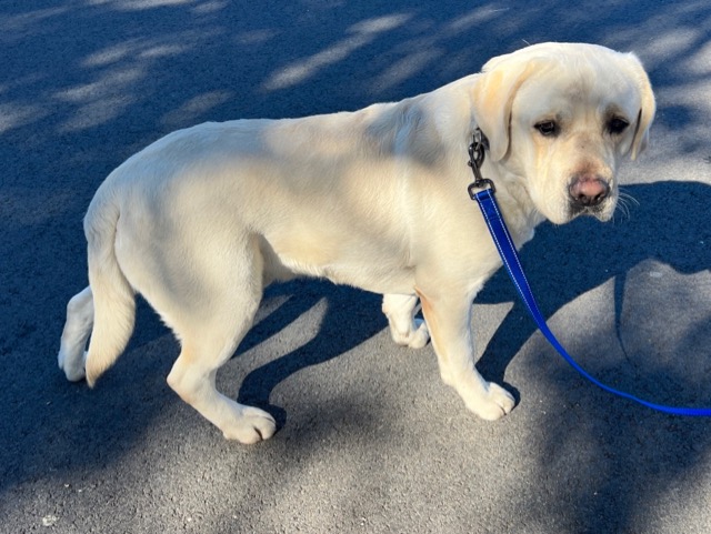 2023 Boomer body shot | Monterey Bay Lab Rescue