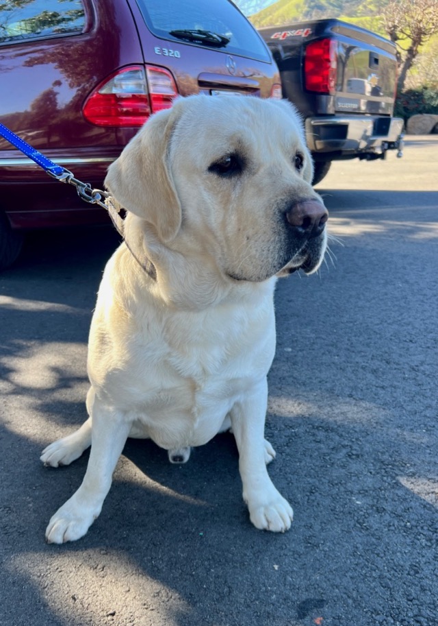 2023 Boomer profile | Monterey Bay Lab Rescue