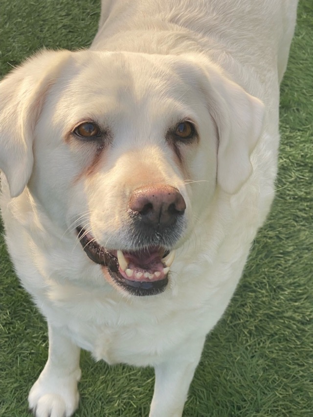 2023 Aspen pretty face | Monterey Bay Lab Rescue