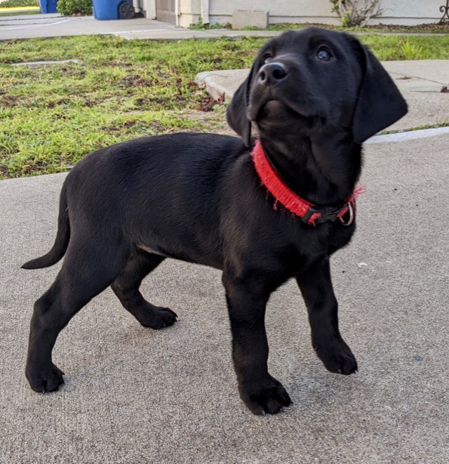 2023 Emmie body shot | Monterey Bay Lab Rescue