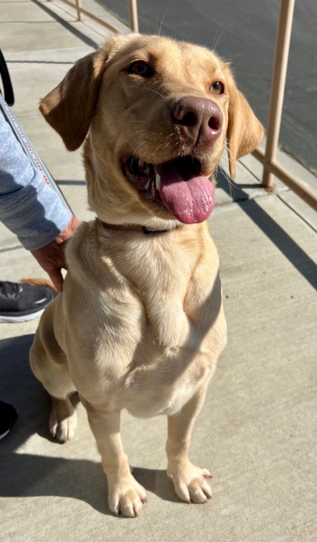 2023 Ella | Monterey Bay Lab Rescue