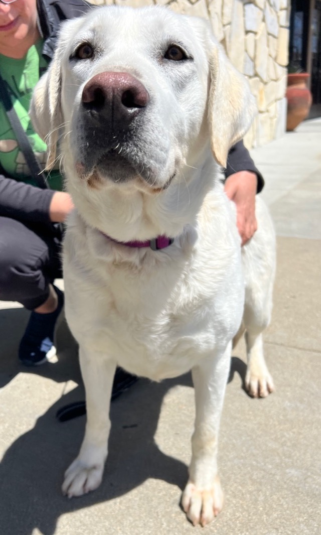 2023 Remy | Monterey Bay Lab Rescue