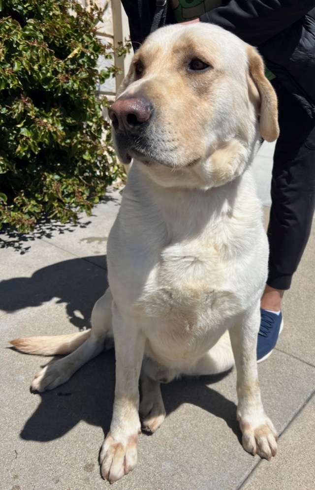 2023 Ryder profile | Monterey Bay Lab Rescue