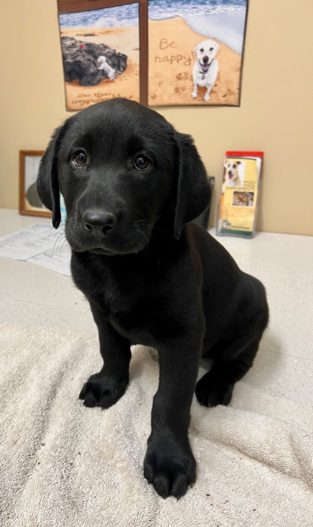 2023 Elizabeth sits | Monterey Bay Lab Rescue