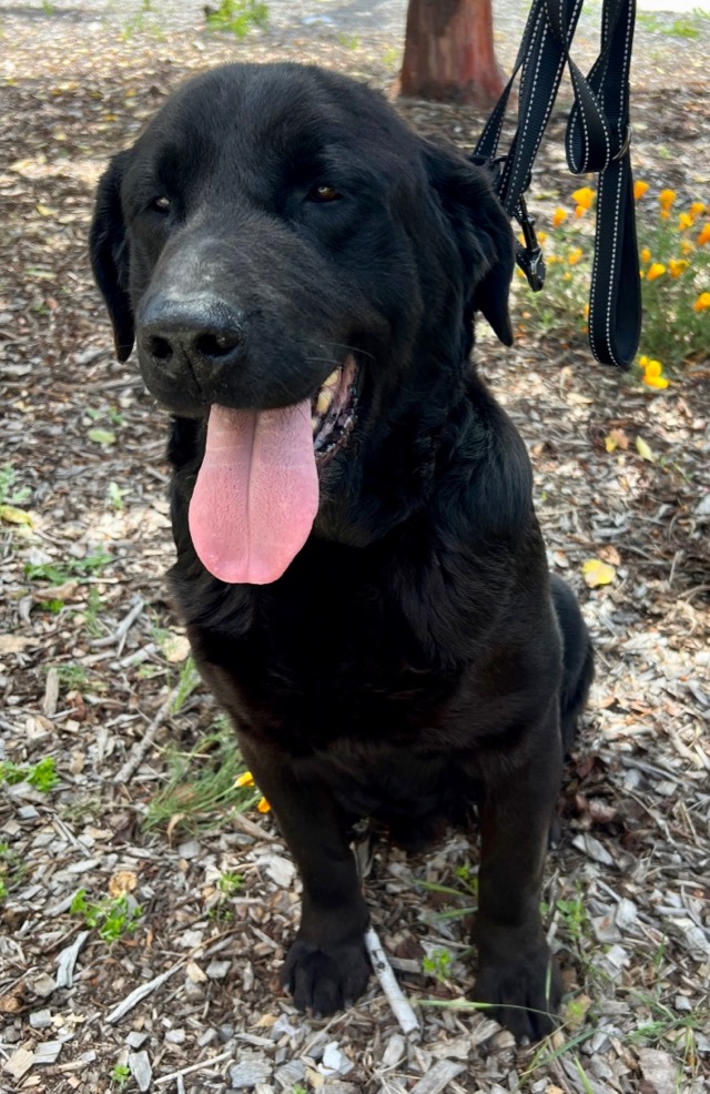 2023 Max | Monterey Bay Lab Rescue