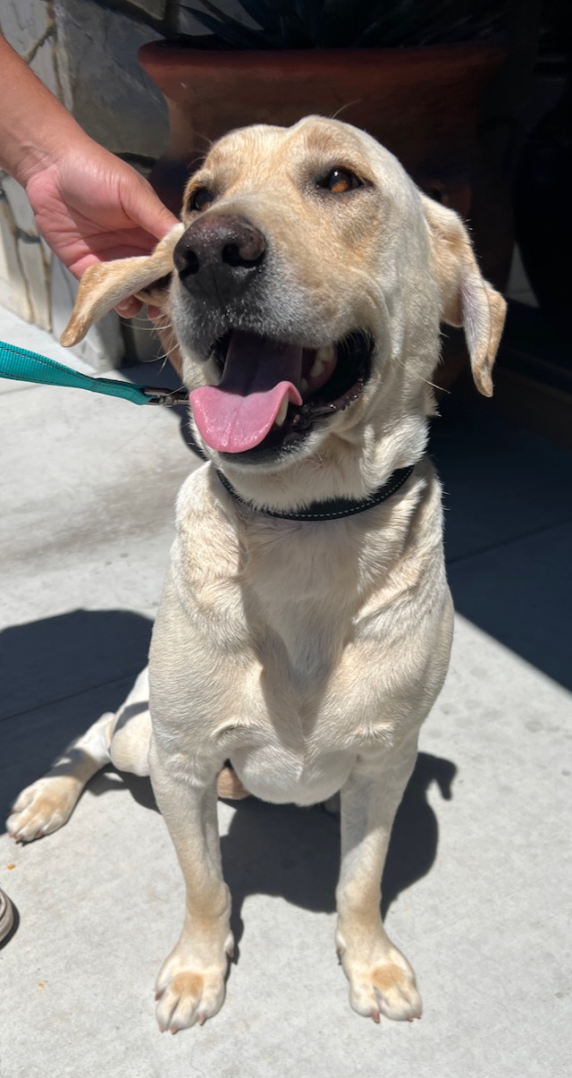 2023 Hunter smiles | Monterey Bay Lab Rescue