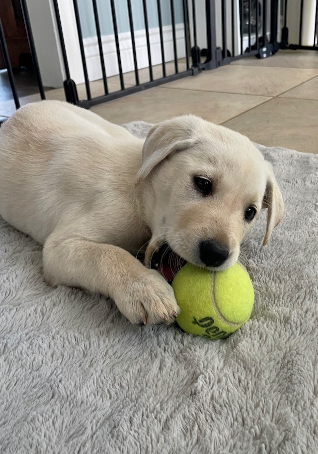2023 Audrey with ball | Monterey Bay Lab Rescue
