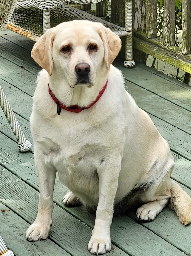 2023 Luna | Monterey Bay Lab Rescue