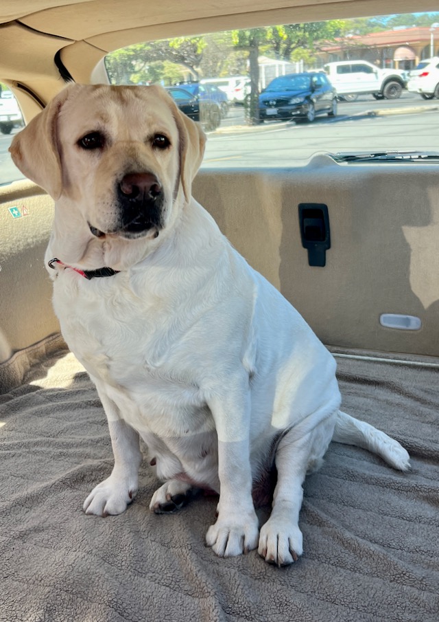 2023 Lola | Monterey Bay Lab Rescue