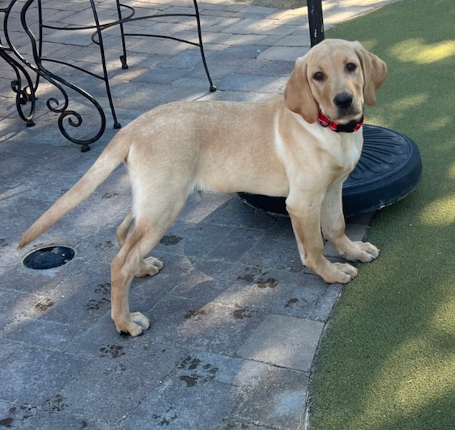 2023 Cooper body shot | Monterey Bay Lab Rescue