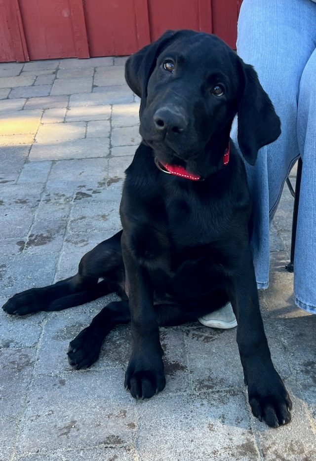 2023 Jackson | Monterey Bay Lab Rescue
