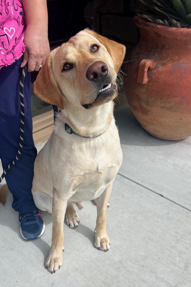 2024 Buster head tilt | Monterey Bay Lab Rescue