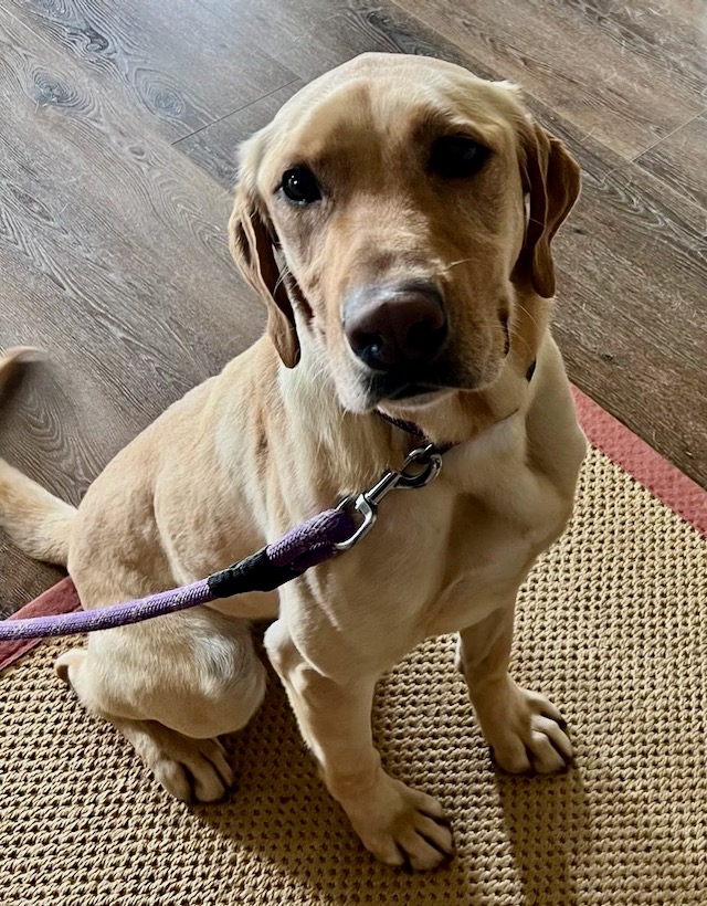 2024 Scout best | Monterey Bay Lab Rescue