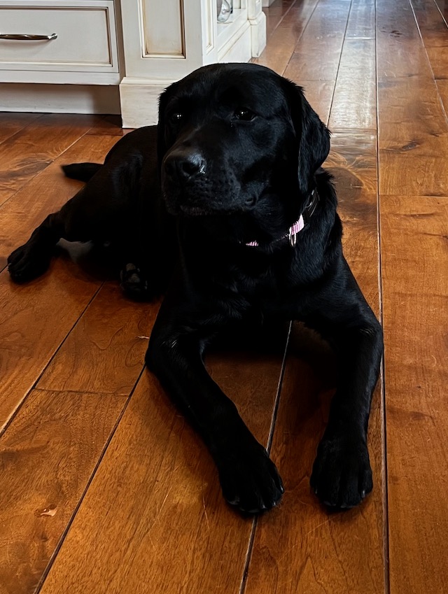 2024 Bella on floor | Monterey Bay Lab Rescue