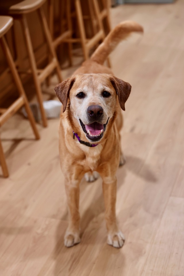 2024 Hunter smiles | Monterey Bay Lab Rescue