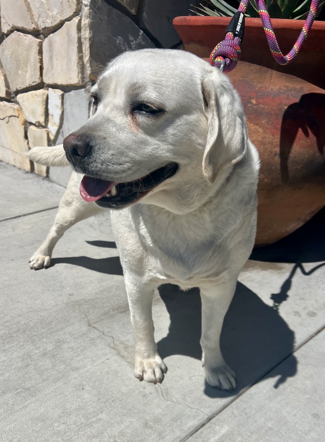 2024 Luna profile | Monterey Bay Lab Rescue
